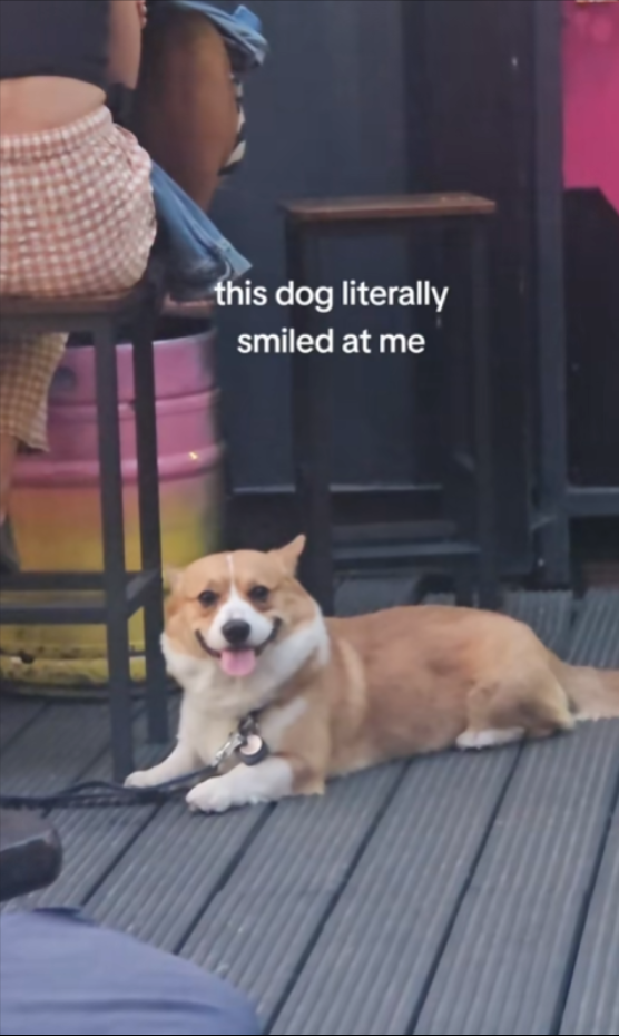 $smile - The Smiling Dog That Went Viral